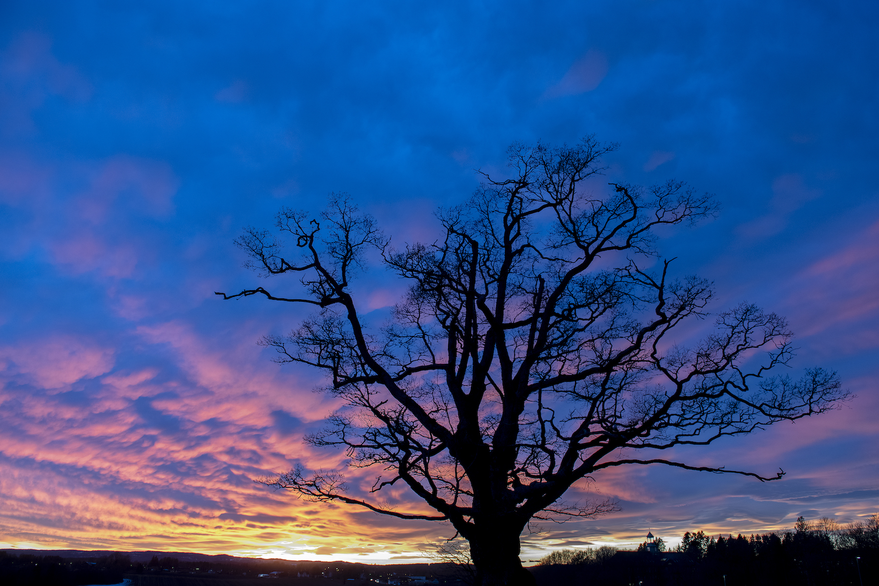 The oak in ås – A Glimpse Of Norway
