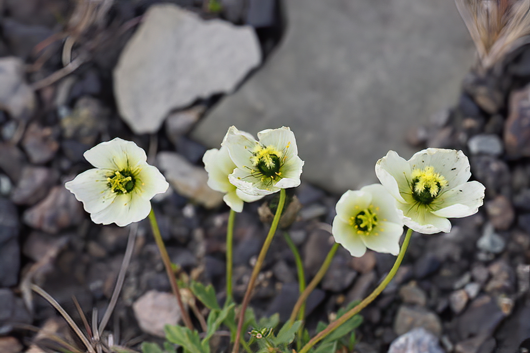 Svalbard – A Glimpse Of Norway