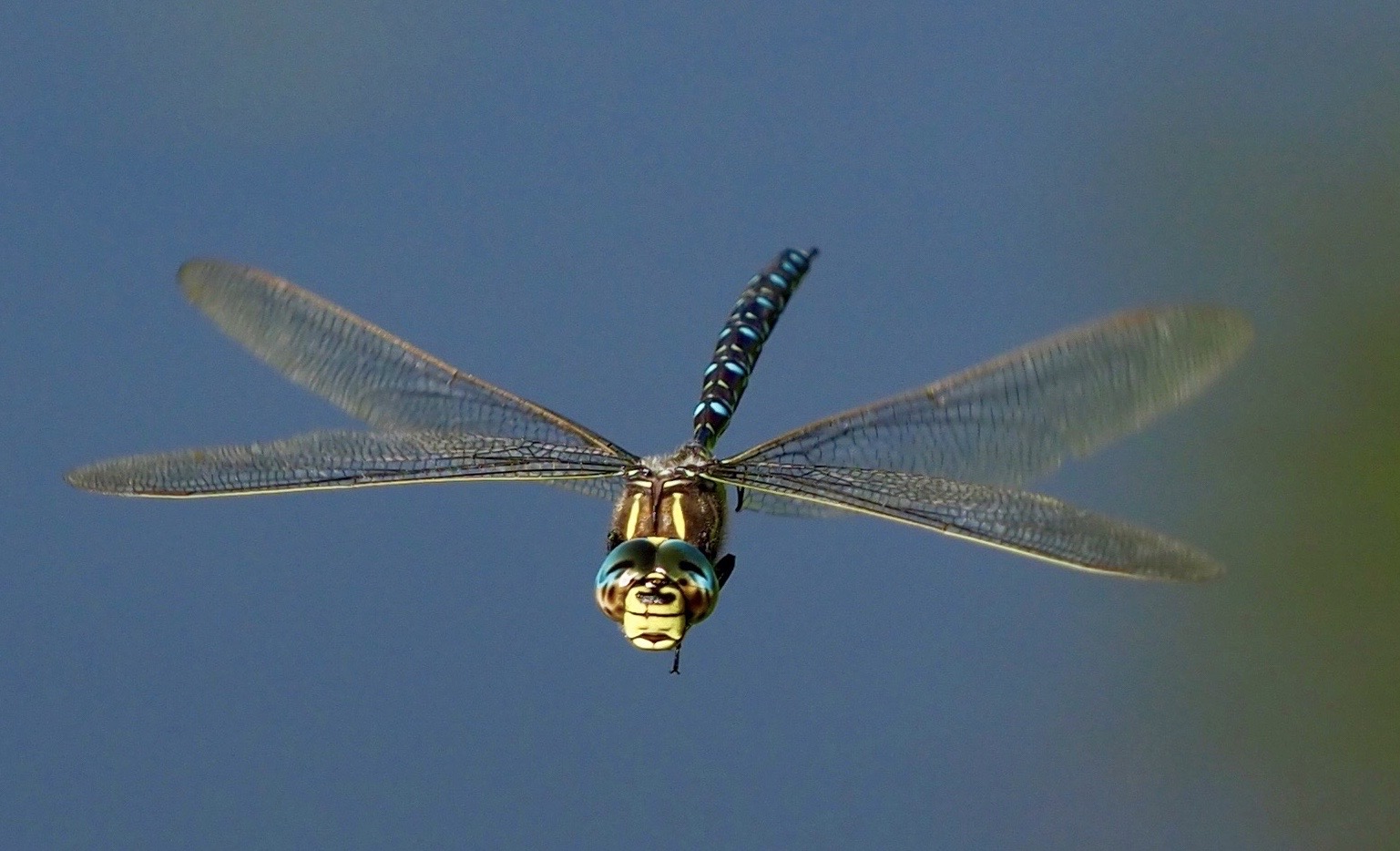 Insects and snakes – A Glimpse Of Norway